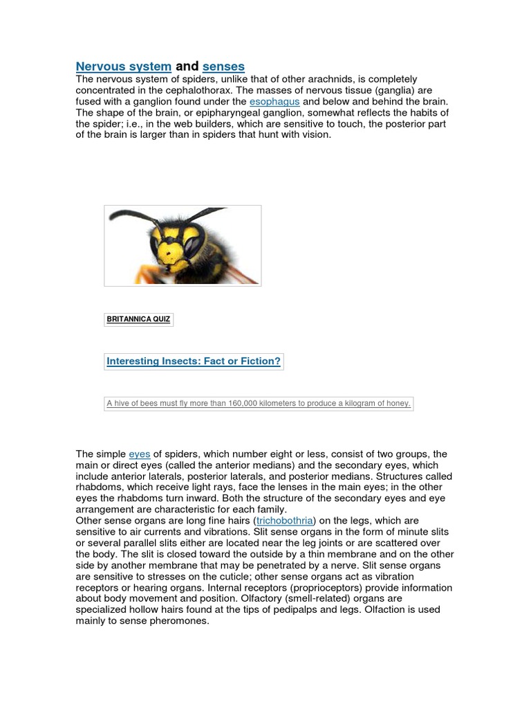 Spiders Nerv System | PDF | Spider | Lung
