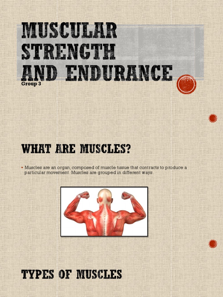 Muscular Strength | PDF | Muscle | Strength Training