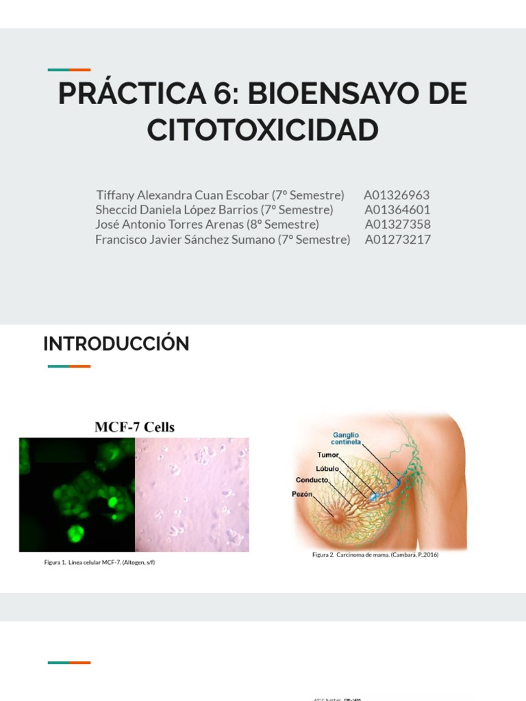 Ensayo de Citotoxicidad PDF | PDF | Cáncer | Neoplasias