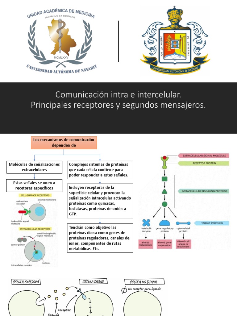 Comunicación Intra e Intercelular | PDF | Receptor (Bioquímica ...