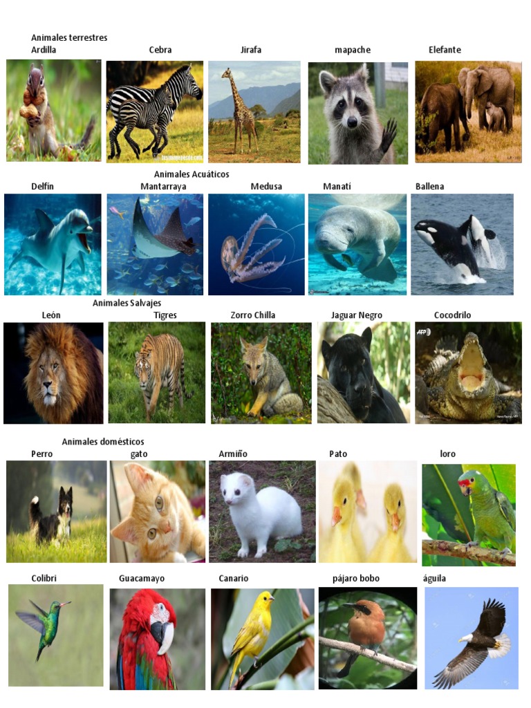Una clasificación de varios animales terrestres, acuáticos, salvajes y ...