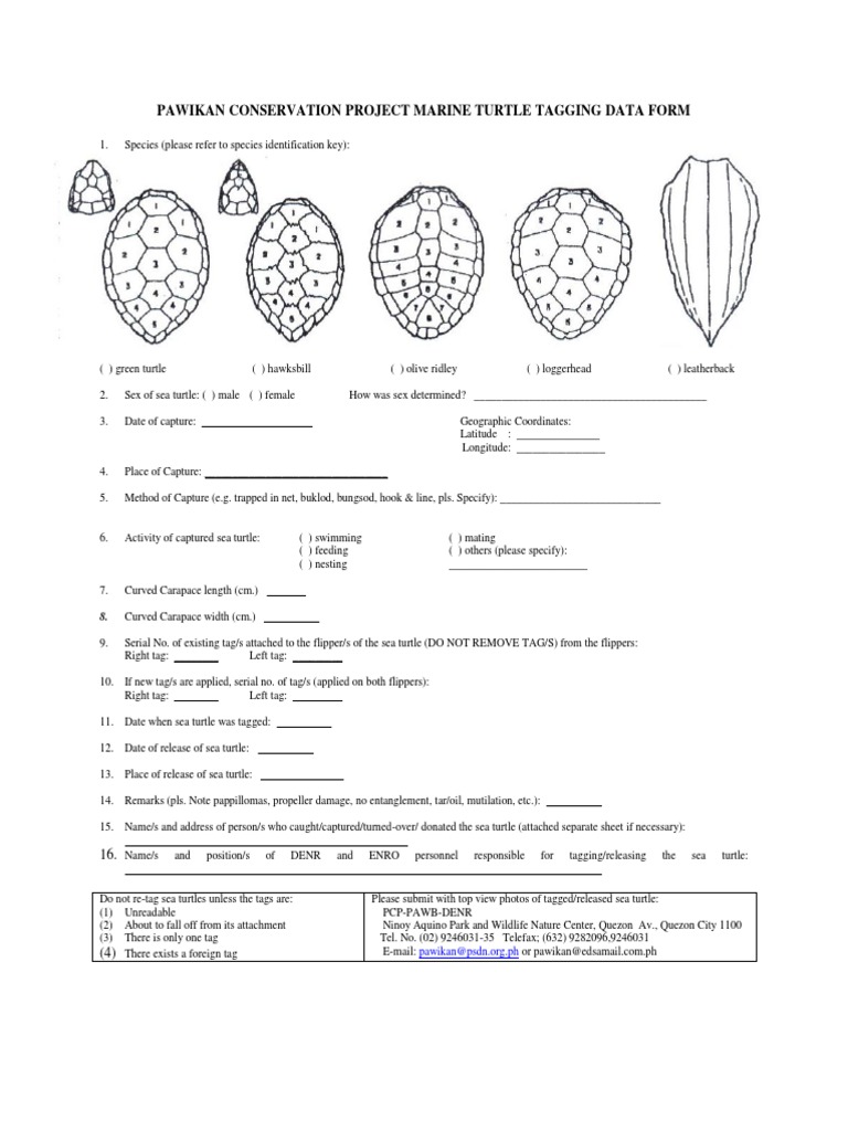 Pawikan Tagging Form | PDF | Sea Turtle | Turtle