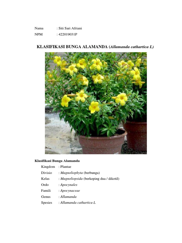 Klasifikasi Bunga Alamanda | PDF