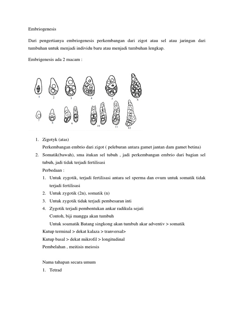 Embriogenesis: Proses dan Jenisnya | PDF