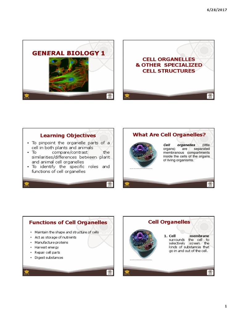Cell Organelles and Their Functions | PDF | Endoplasmic Reticulum ...