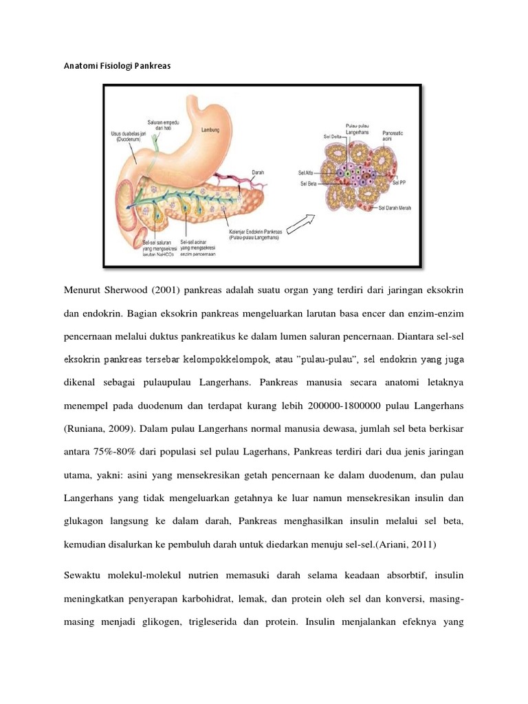 Anatomi Fisiologi Pankreas | PDF
