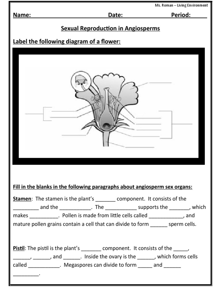 Angiosperm Worksheet | PDF | Home & Garden | Wellness