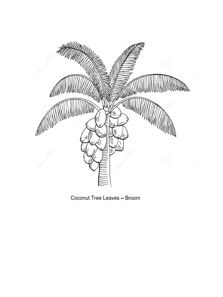 coconut-tree-leaves-broom-pdf
