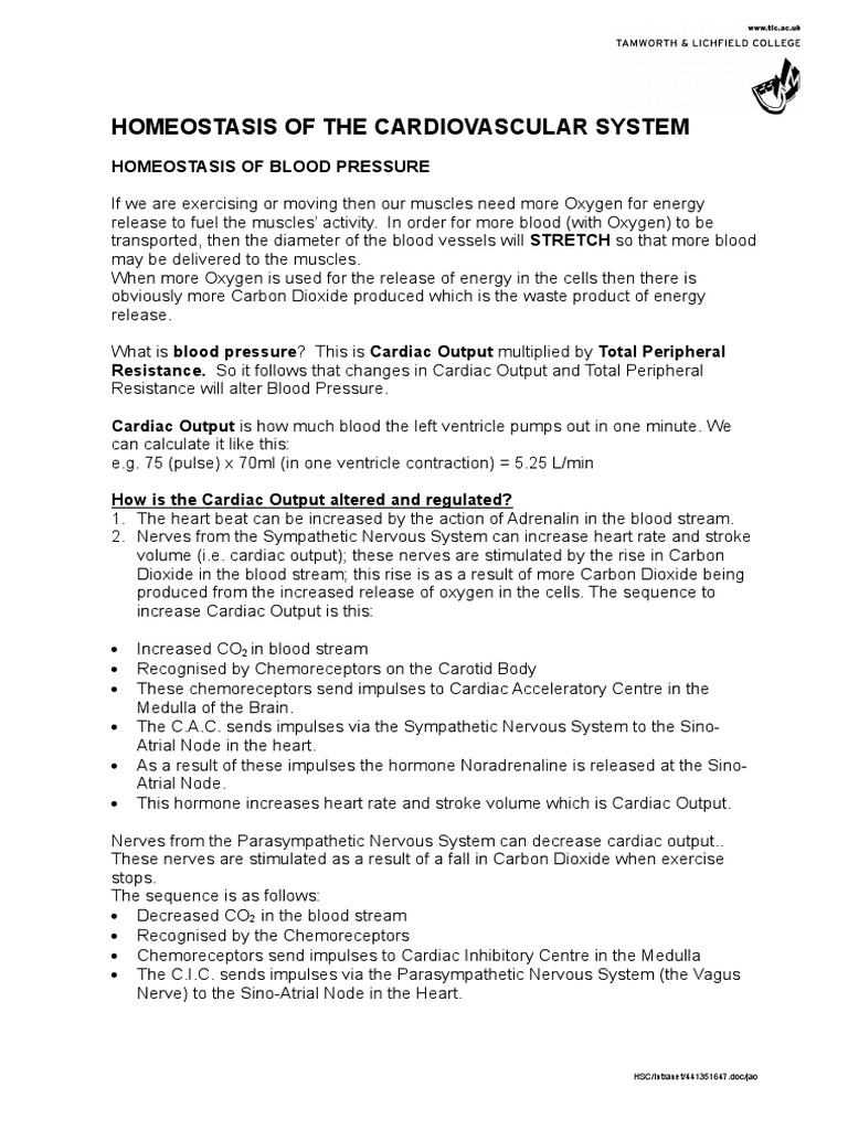 Homeostasis of The Cardiovascular System | PDF | Heart | Heart Rate