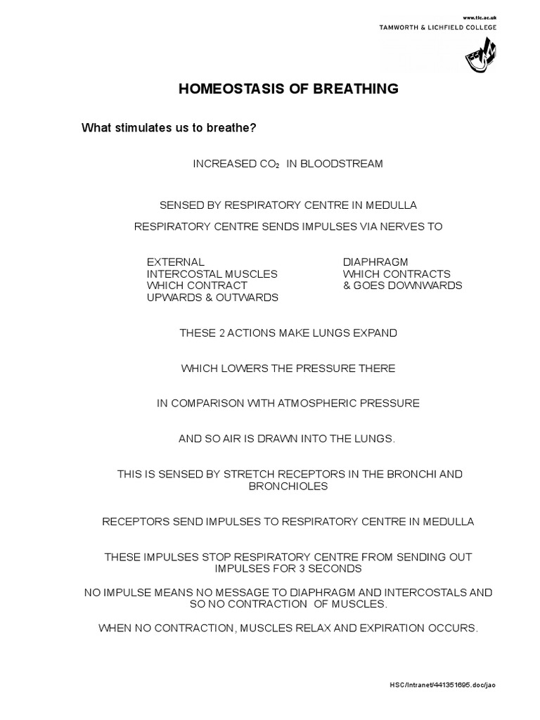 Homeostasis of Breathing: What Stimulates Us To Breathe? | PDF ...