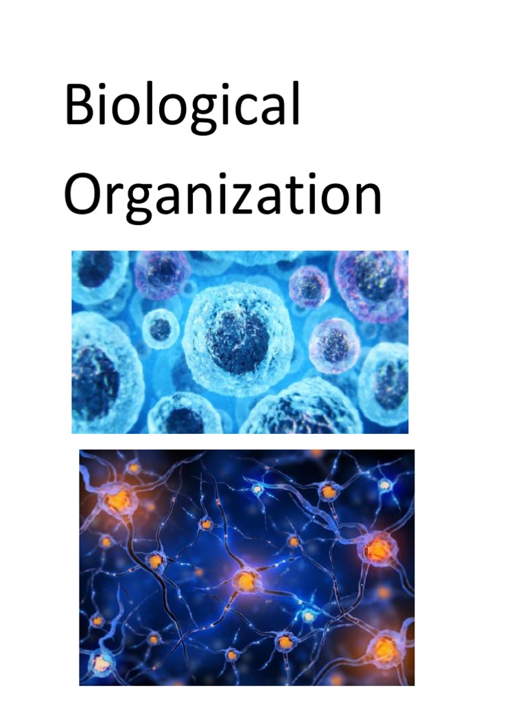 Biological Organization | PDF