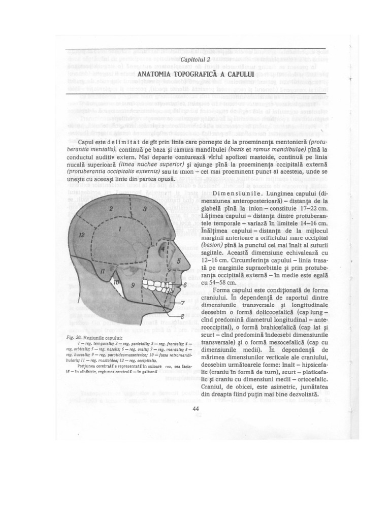 Anatomia Topografica A Capului | PDF