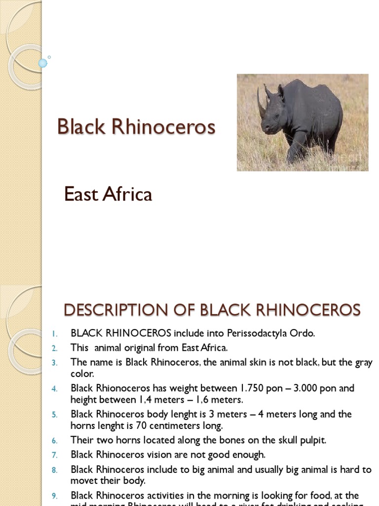 Black Rhinoceros | PDF