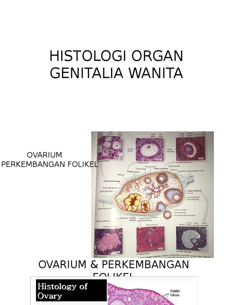 Histologi Ovarium dan Folikel Wanita | PDF