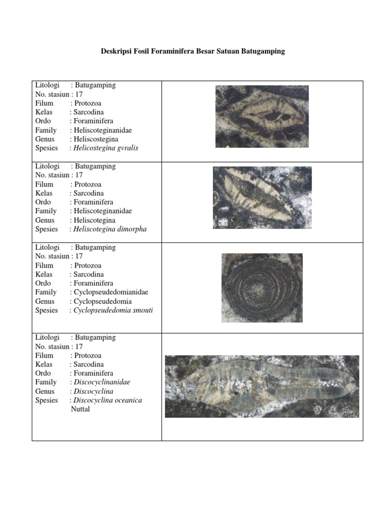 Deskripsi Fosil Foraminifera Besar Satuan Batugamping | PDF