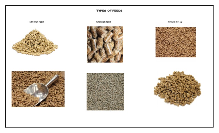 Types of Animal Feeds Explained | PDF