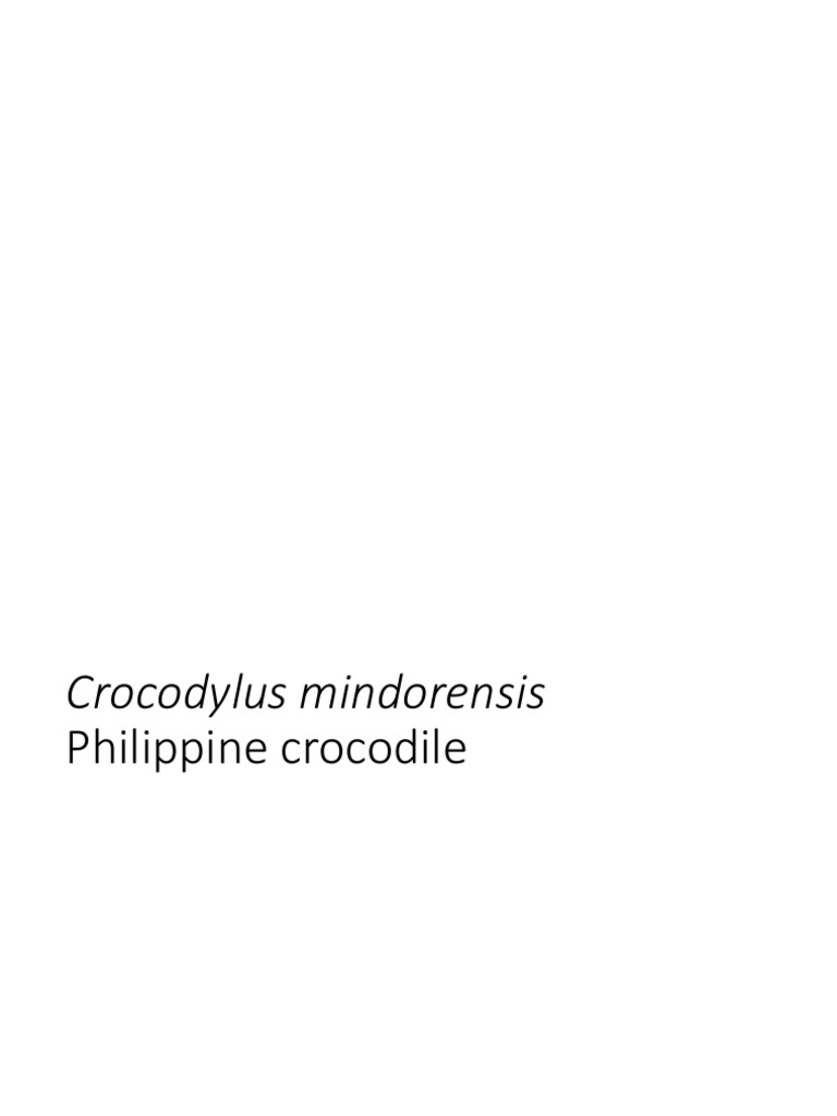 Powerpoint On Crocodile | PDF