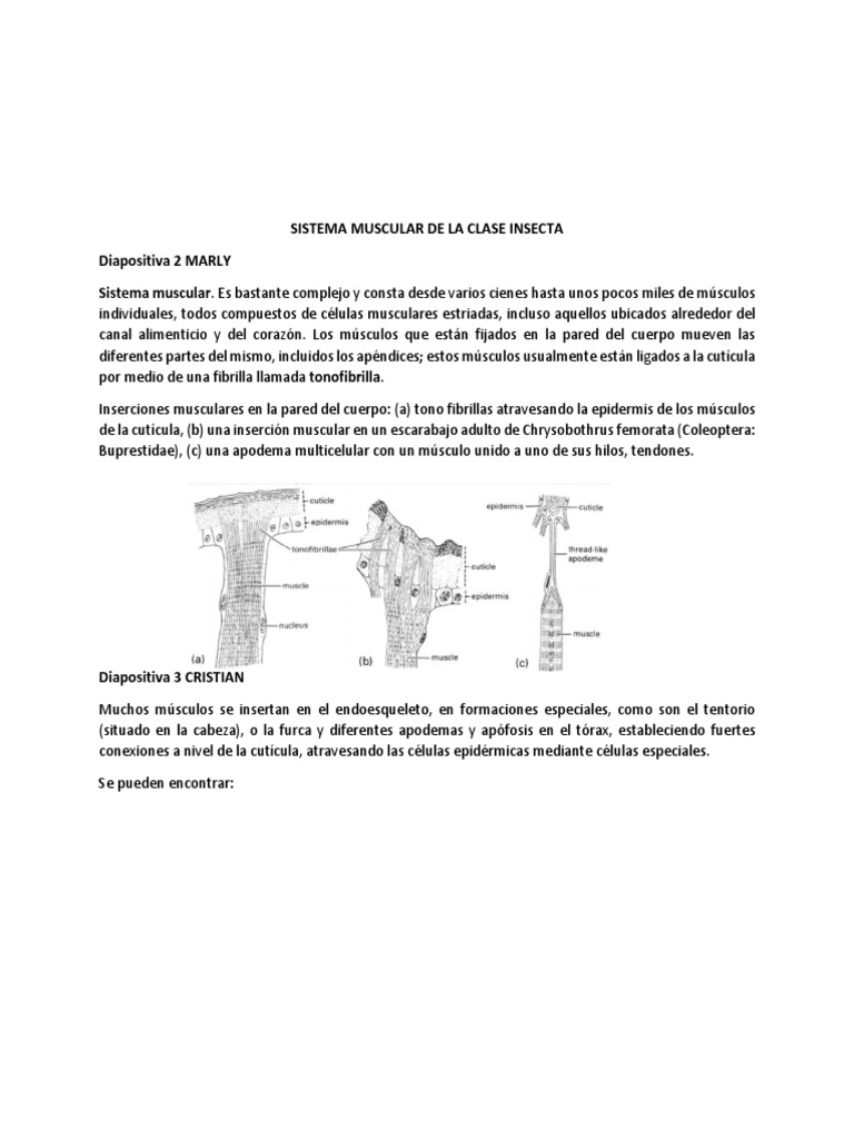 Sistema Muscular de La Clase Insecta | PDF | Músculo | Insectos