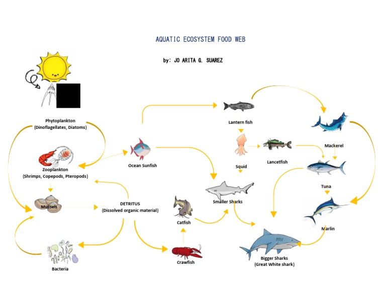 Aquatic Ecosystem Food Web Guide | PDF
