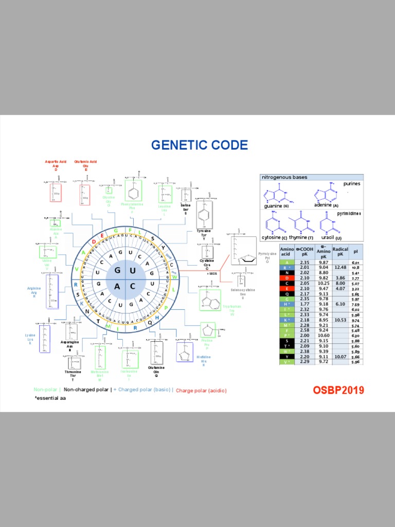 Genetic Code Handout | PDF | Methionine | Cysteine