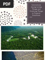 Rainforest Layers and Wildlife Guide | PDF | Rainforest | Canopy (Biology)