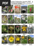 Ichu | PDF | Plantas | Horticultura y jardinería