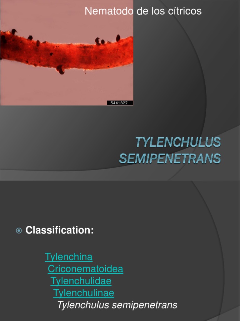 Nematodo de los cítricos: Tylenchulus semipenetrans | PDF | Nematodo | Raíz