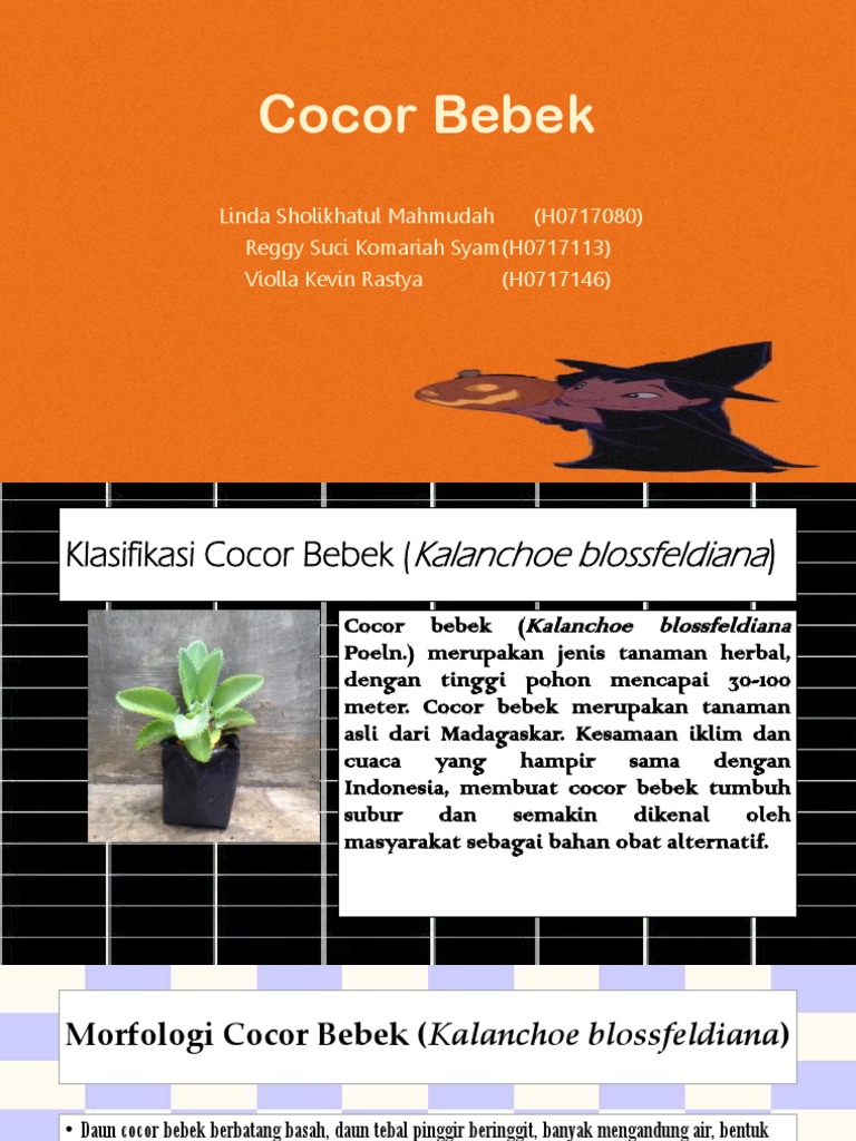 Cocor Bebek | PDF