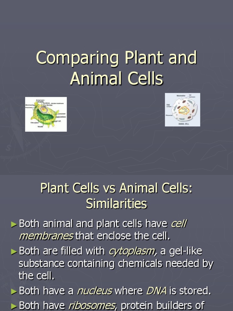 Comparing Plant and Animal Cells | PDF | Chloroplast | Cell (Biology)