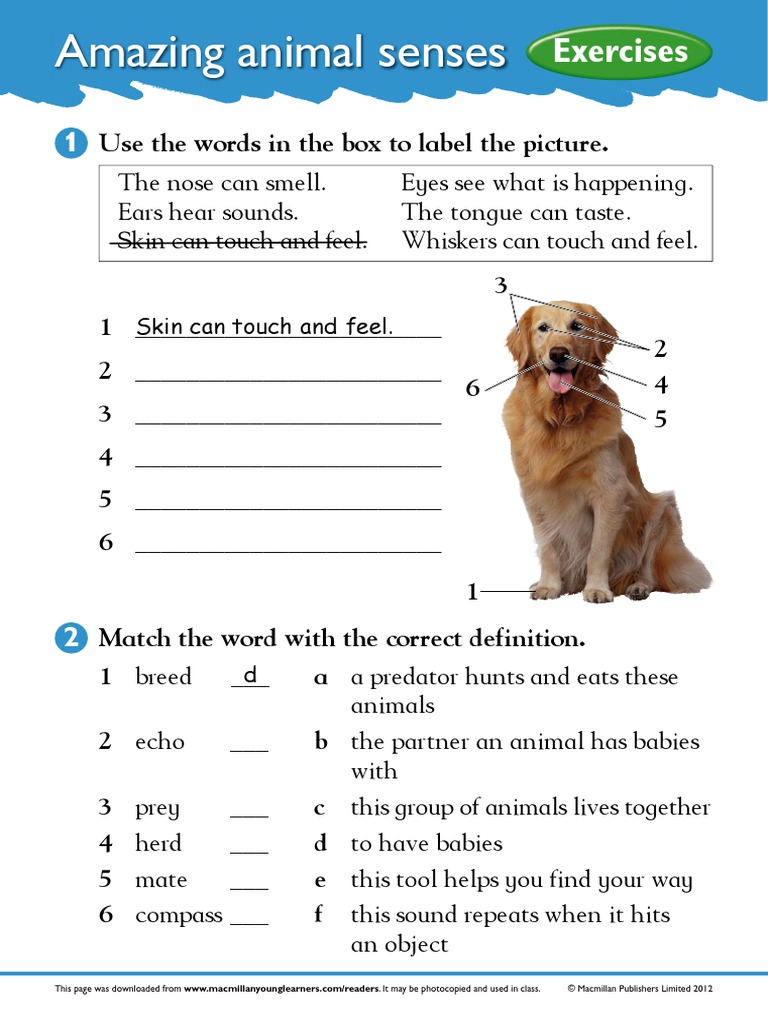 Amazing Animal Senses: Exercises | PDF | Senses | Predation