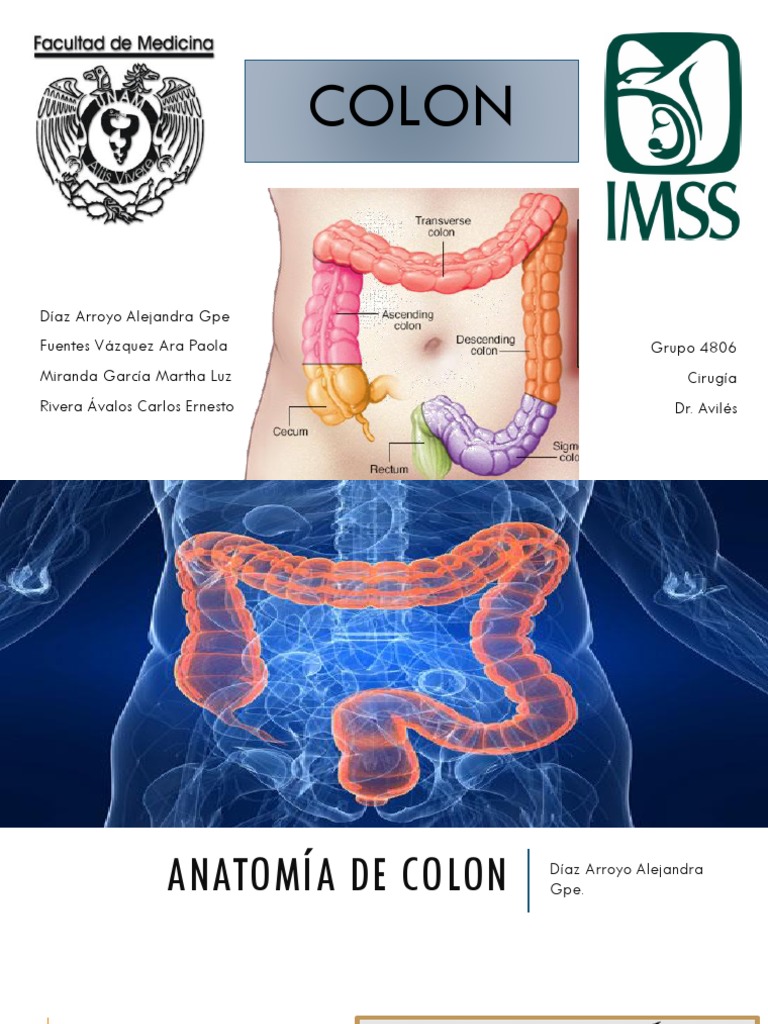 Colon | Cáncer colonrectal | Intestino grueso