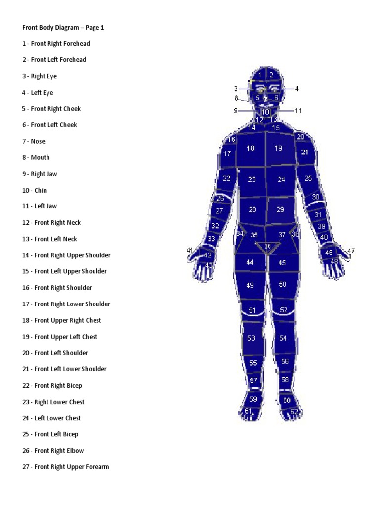 Front Body Diagram - Page 1 | PDF | Hand | Elbow
