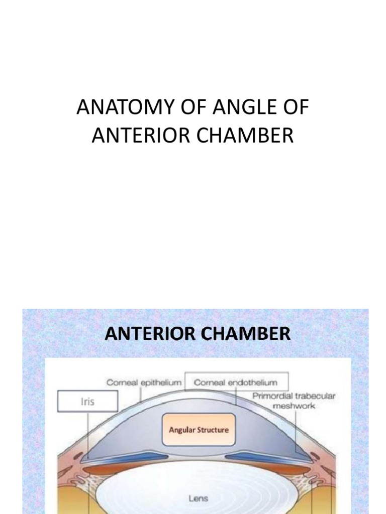 Anatomy of Angle of Anterior Chamber | PDF | Cornea | Eye
