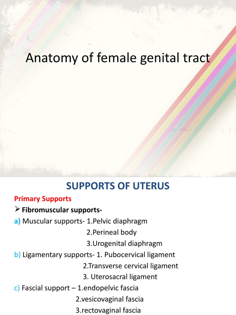 Anatomy of Female Genital Tract | PDF | Mammal Female Reproductive ...