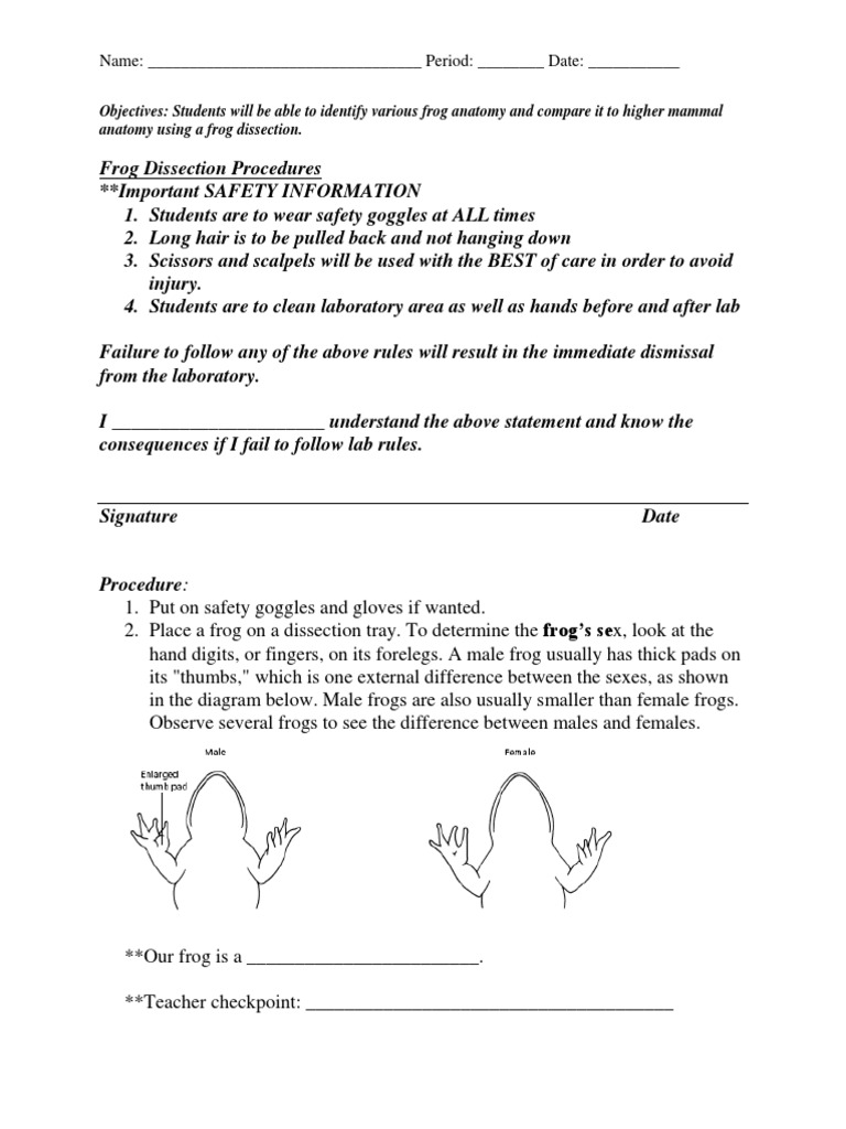 Frog Dissection Packet | PDF | Frog | Urinary System