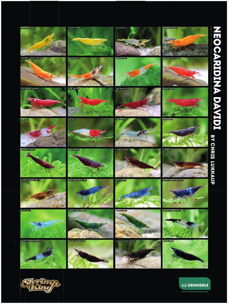 A Guide to Common Shrimp Color Varieties Within the Neocaridina davidi ...