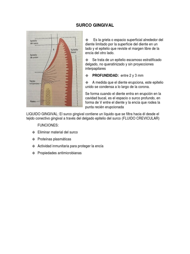 Surco Gingival