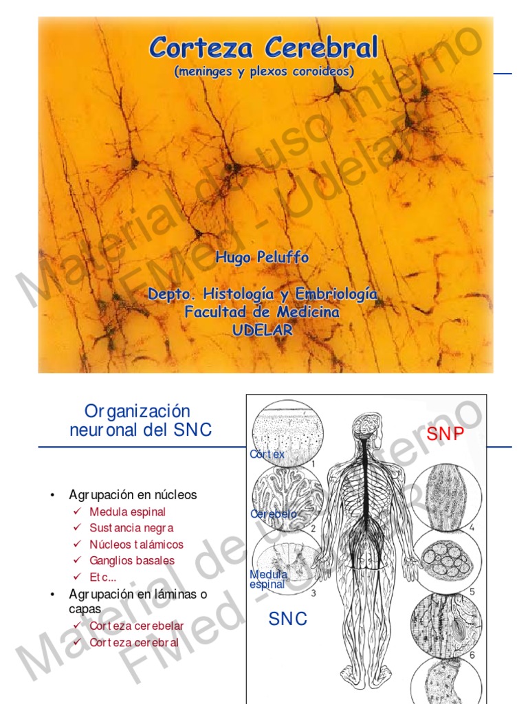 Cerebro | PDF | Corteza cerebral | Neocortex