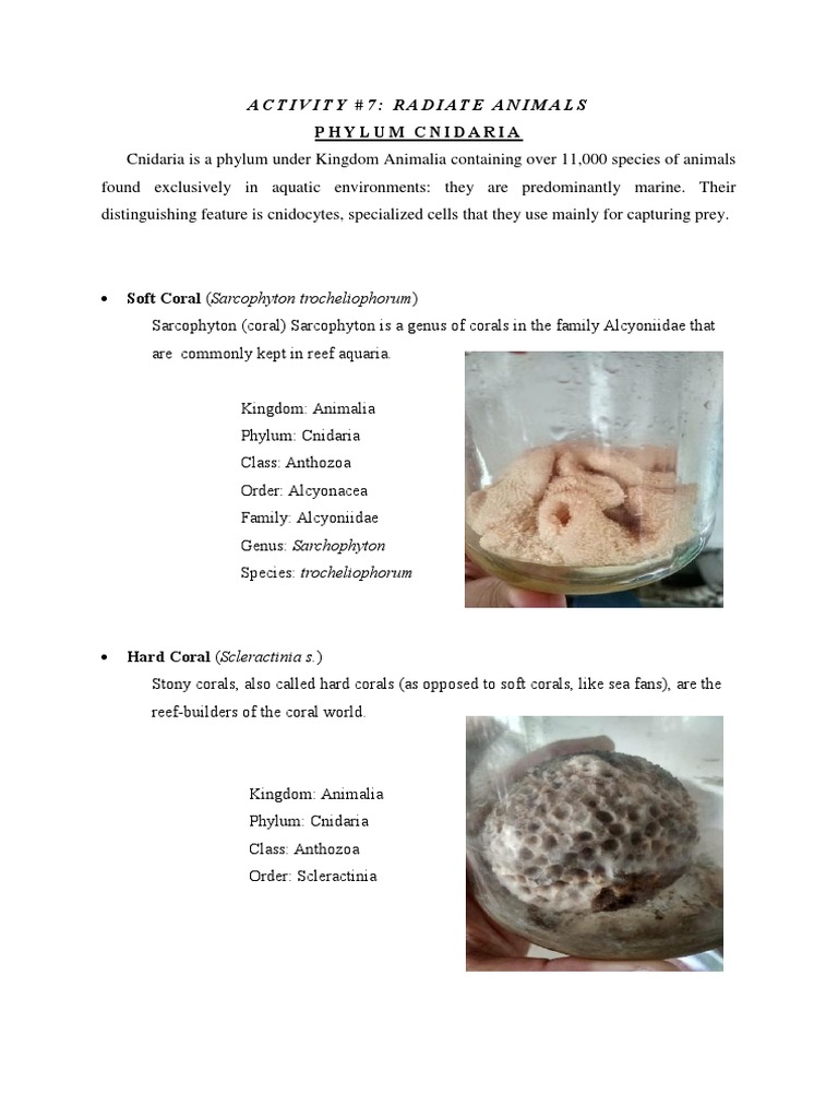 Phylum Cnidaria: Activity #7: Radiate Animals | PDF