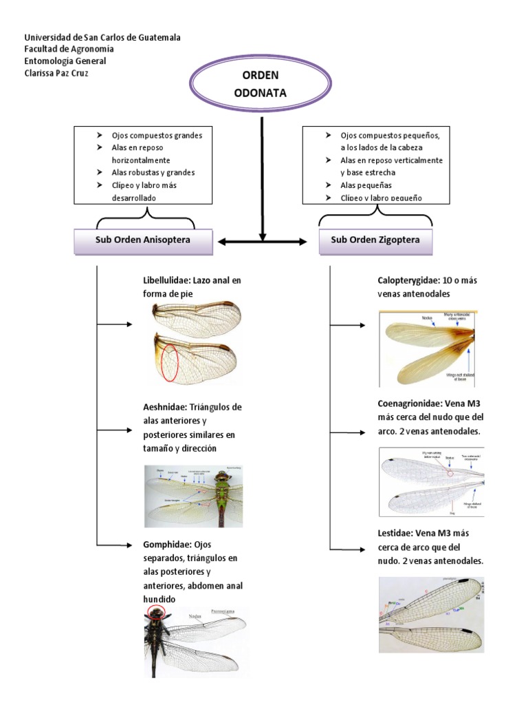 Características de Odonata y Subórdenes | PDF