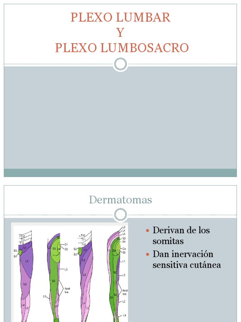 Plexo Lumbosacro | PDF | Tejido suave | Anatomía del miembro inferior