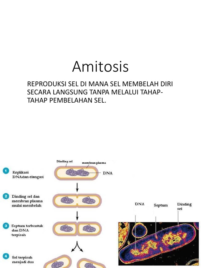 Proses Pembelahan Sel Amitosis | PDF