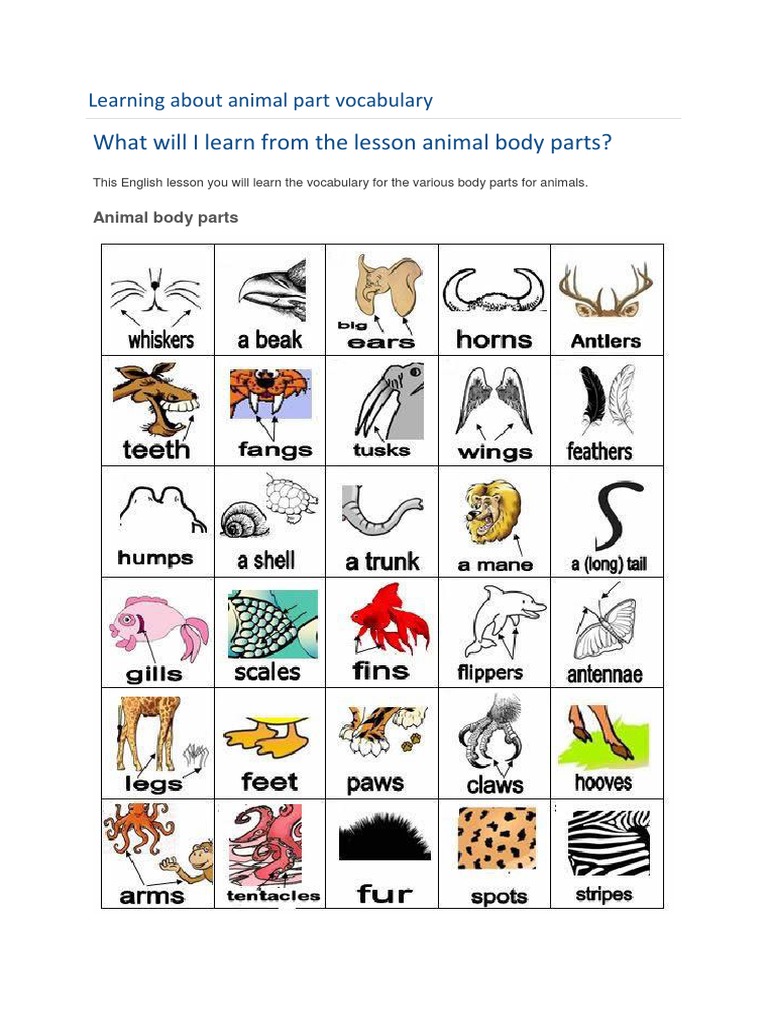 What Will I Learn From The Lesson Animal Body Parts?: Learning About ...