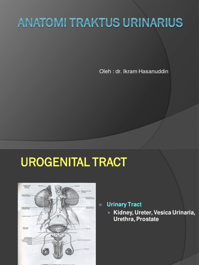 Urogenital Tract Anatomy Guide | PDF | Urinary System | Urinary Bladder