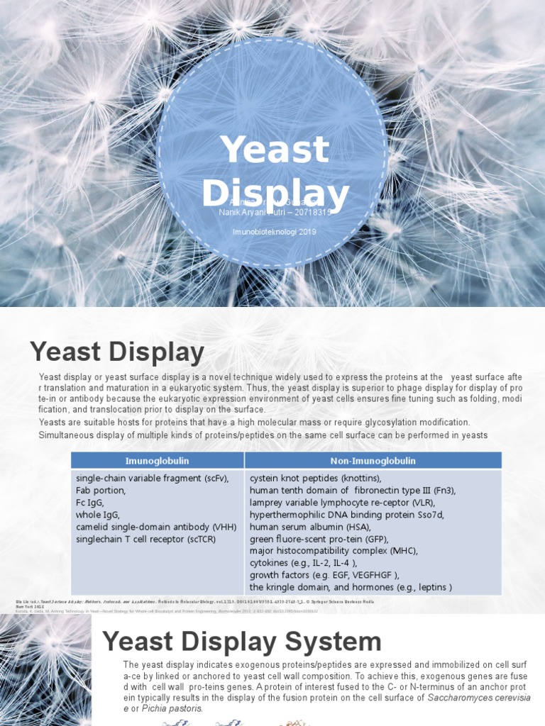 Yeast Display | PDF | Proteins | Antibody