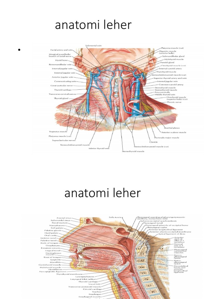 Anatomi Leher | PDF
