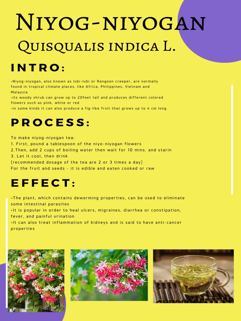 Niyog-Niyogan: Uses and Benefits | PDF