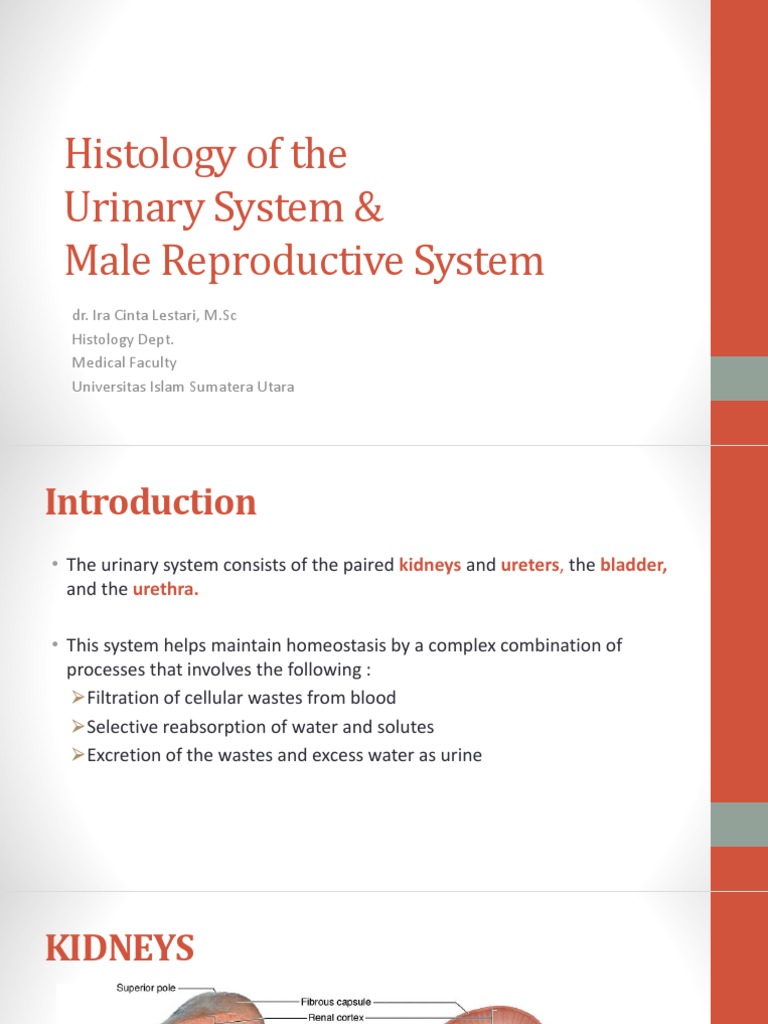 Urinary and Male Reproductive Histology | PDF | Kidney | Urinary System