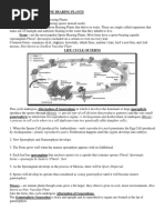 Grade 6 - Classification of Plants | PDF