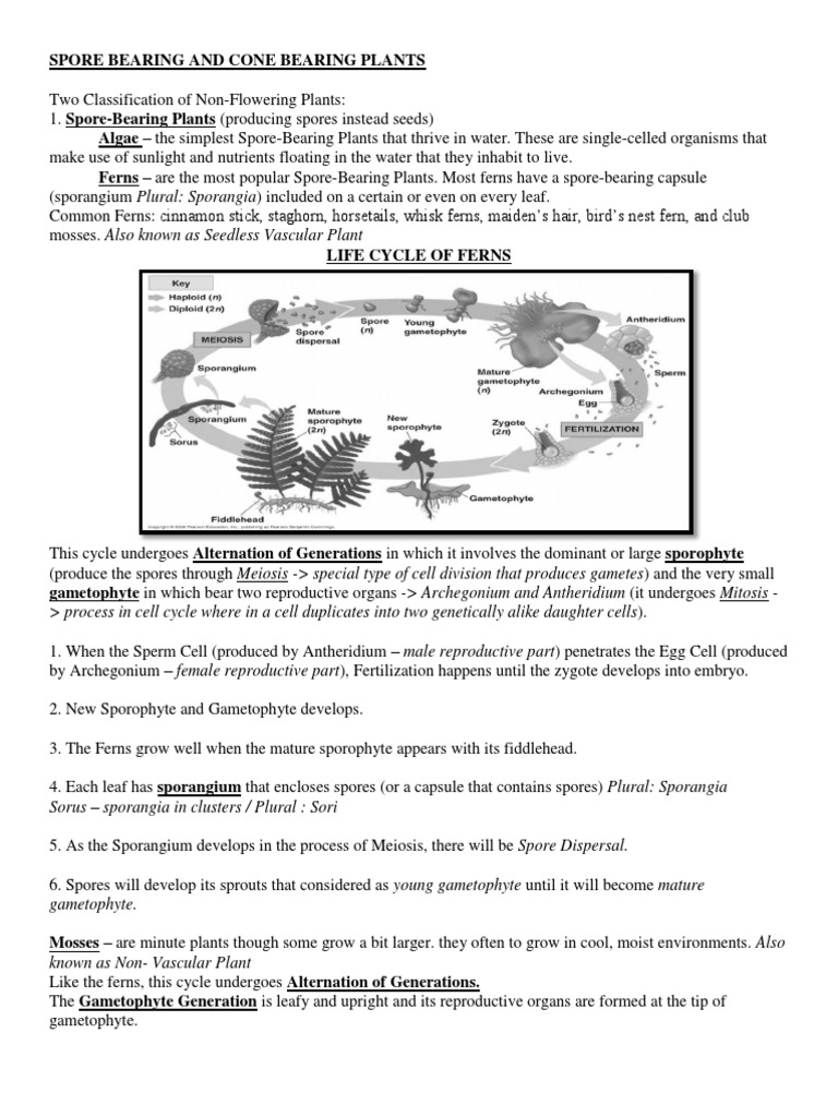 Classification and Life Cycles of Non-Flowering Plants: Comparing Spore ...